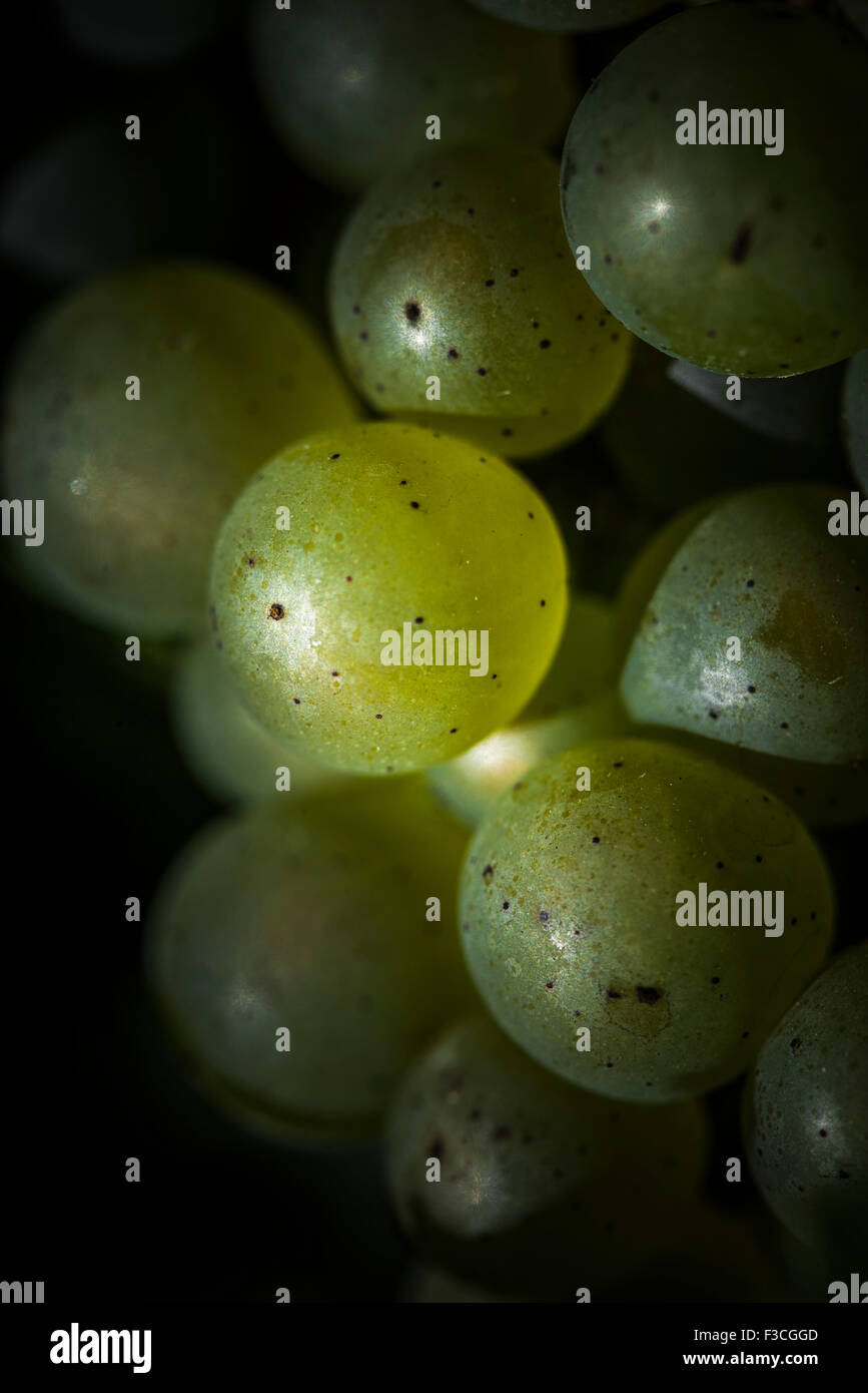 White grapes, close-up Stock Photo - Alamy