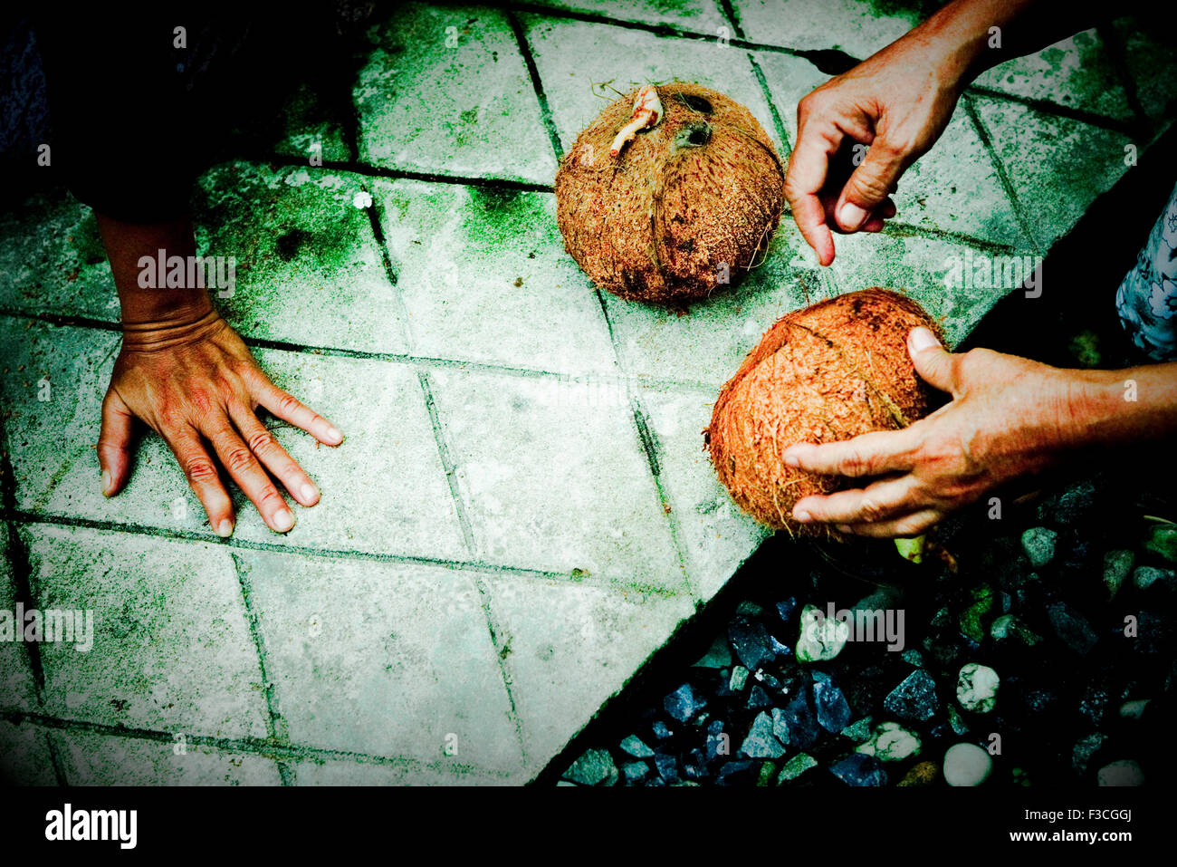 Cracking fresh coconuts Stock Photo - Alamy