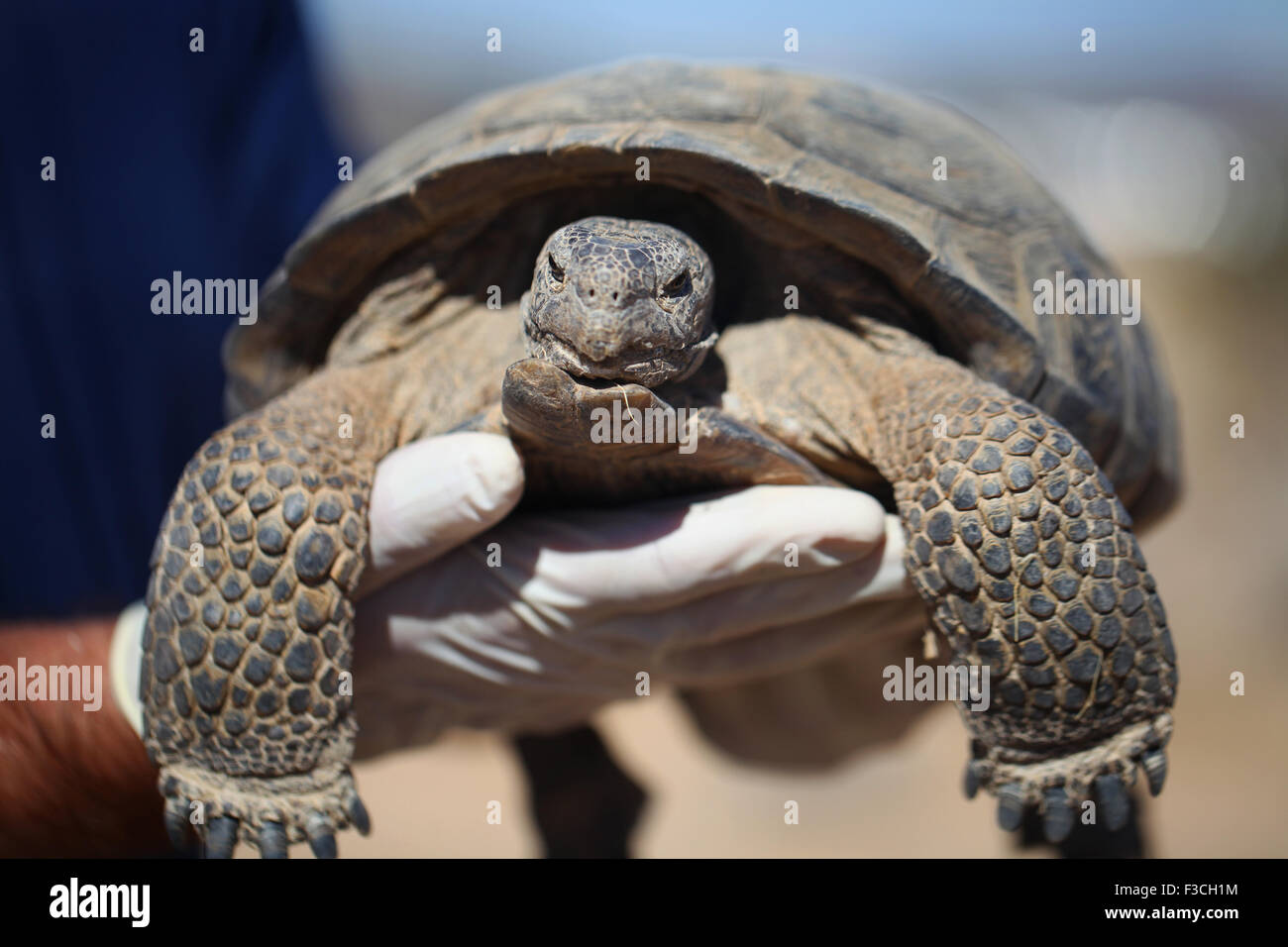 A male desert tortoise is released from the Marine Combat Center Desert ...