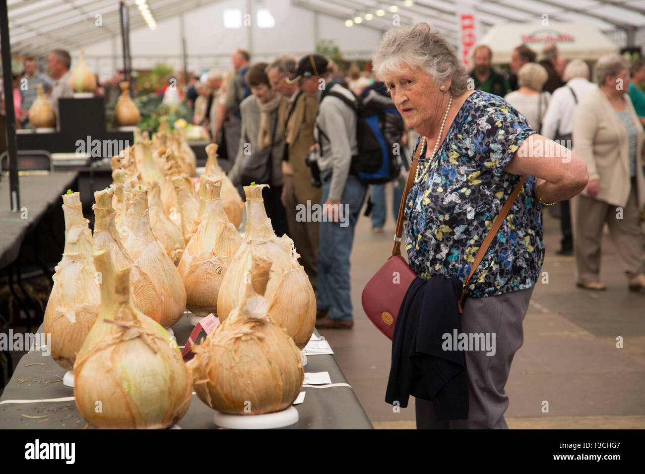 Harrogate Flower Show, North Yorkshire, England, UK. Part of the ...