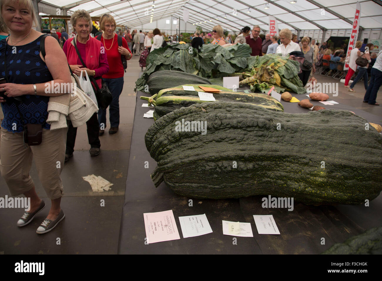 Giant Marrows High Resolution Stock Photography and Images - Alamy