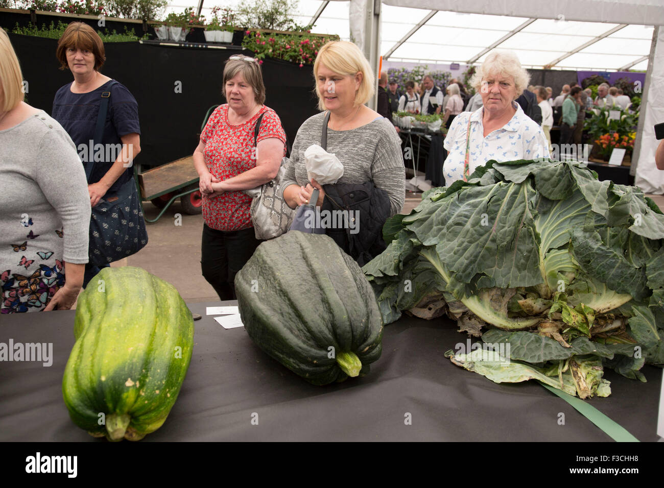 Harrogate Flower Show, North Yorkshire, England, UK. Part of the ...
