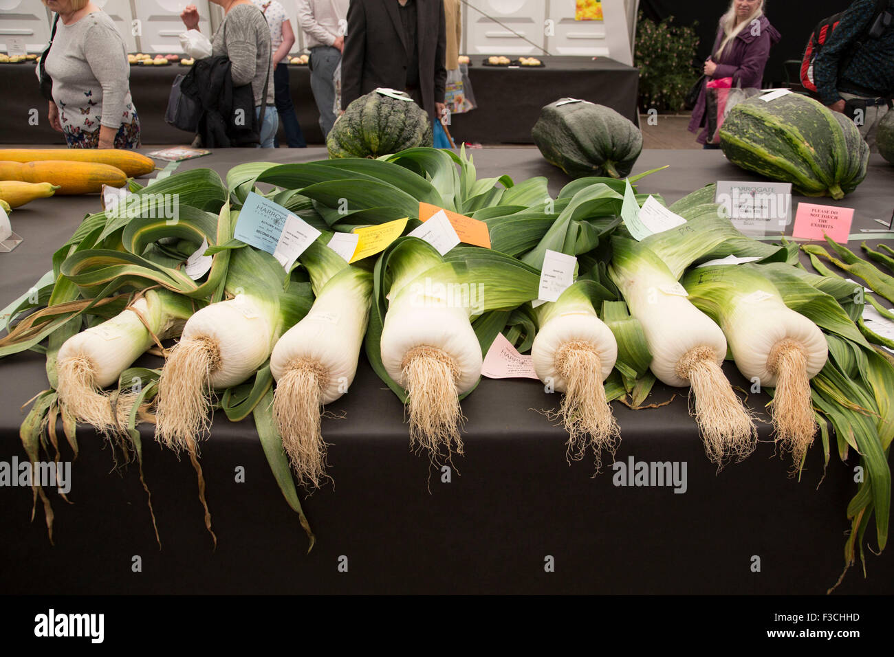 Harrogate Flower Show, North Yorkshire, England, UK. Part of the ...