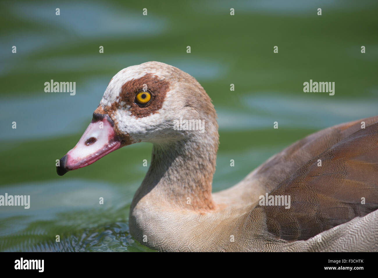 a beautiful male wild duck Stock Photo - Alamy