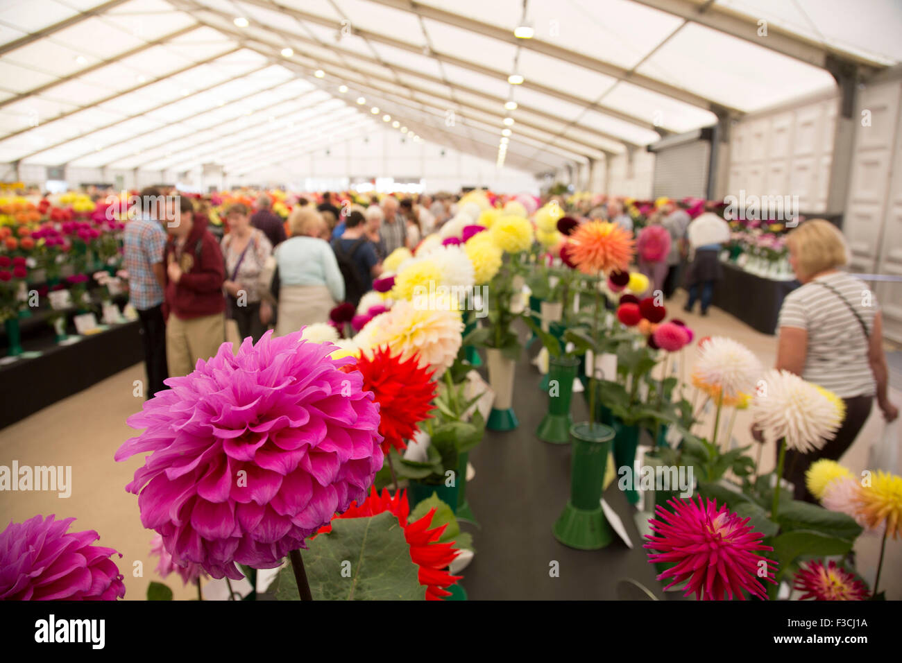 Harrogate Flower Show, North Yorkshire, England, UK. The Plant Pavilion ...