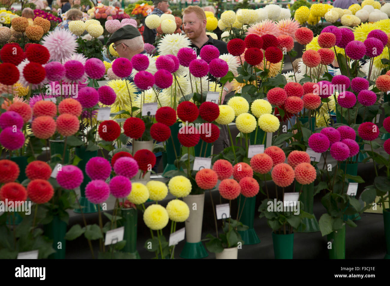 Harrogate Flower Show, North Yorkshire, England, UK. The Plant Pavilion ...