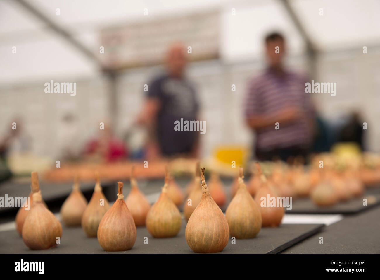 Harrogate Flower Show, North Yorkshire, England, UK. Part of the ...