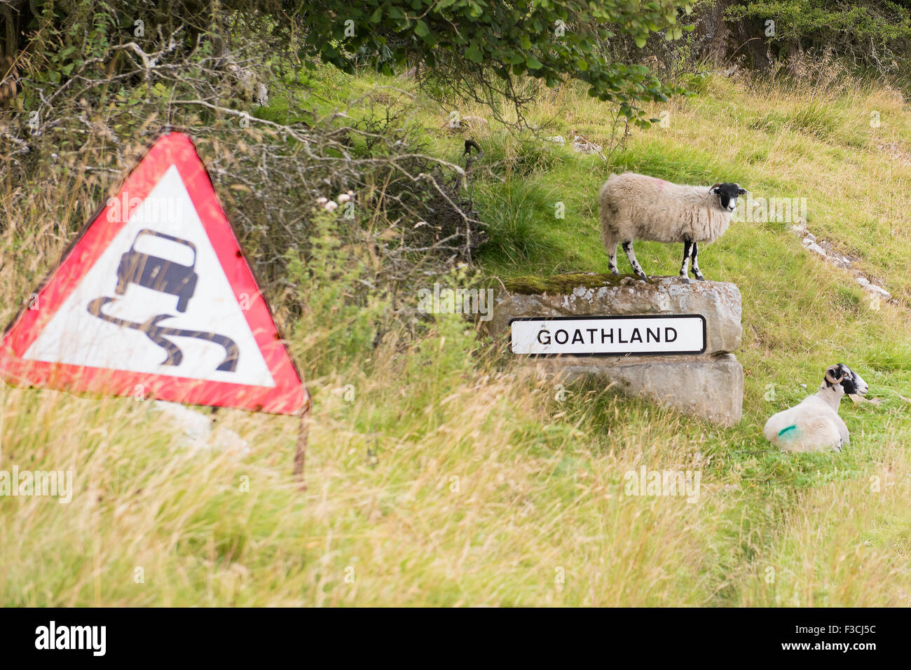 Sheep illustrating that Goathland, North Yorkshire is the village of ...