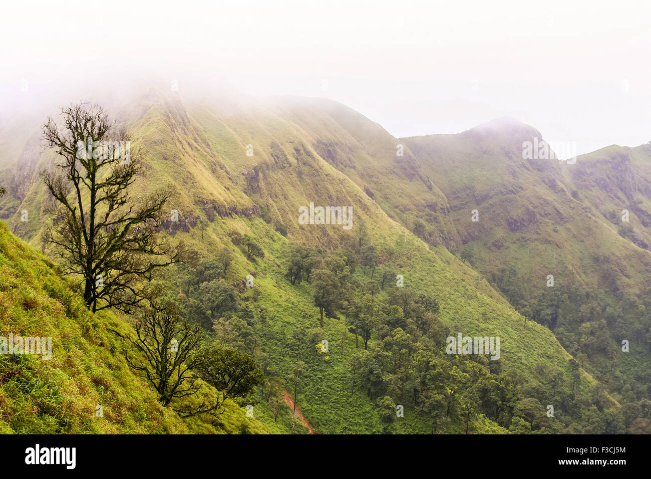 The mist flow over ridge mountains in tropical rain-forests Stock Photo ...