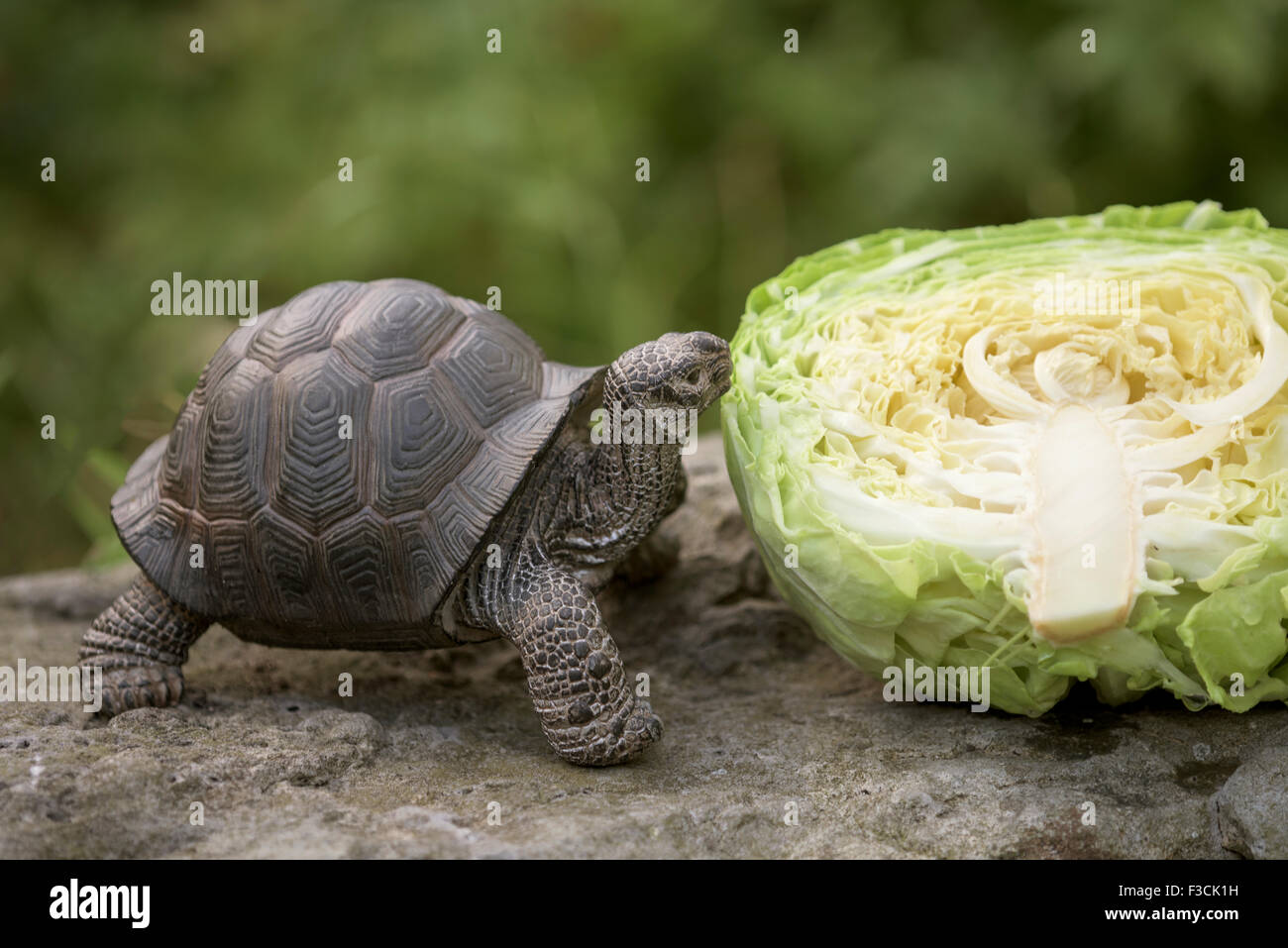 Half Tortoise