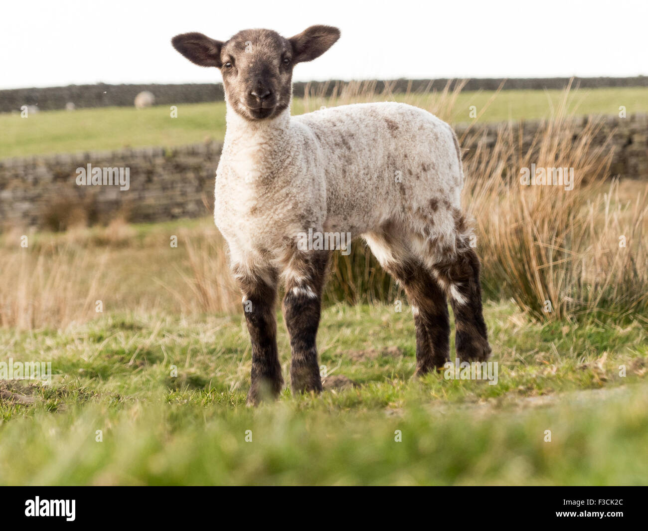 Young Swaledale lamb in Springtime, pictured near Goathland, North ...