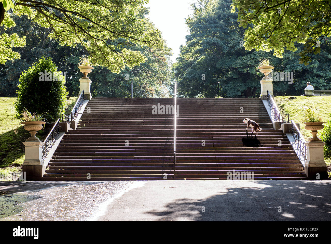 A dog on sunlit steps, Queens Park, Glasgow, UK Stock Photo - Alamy