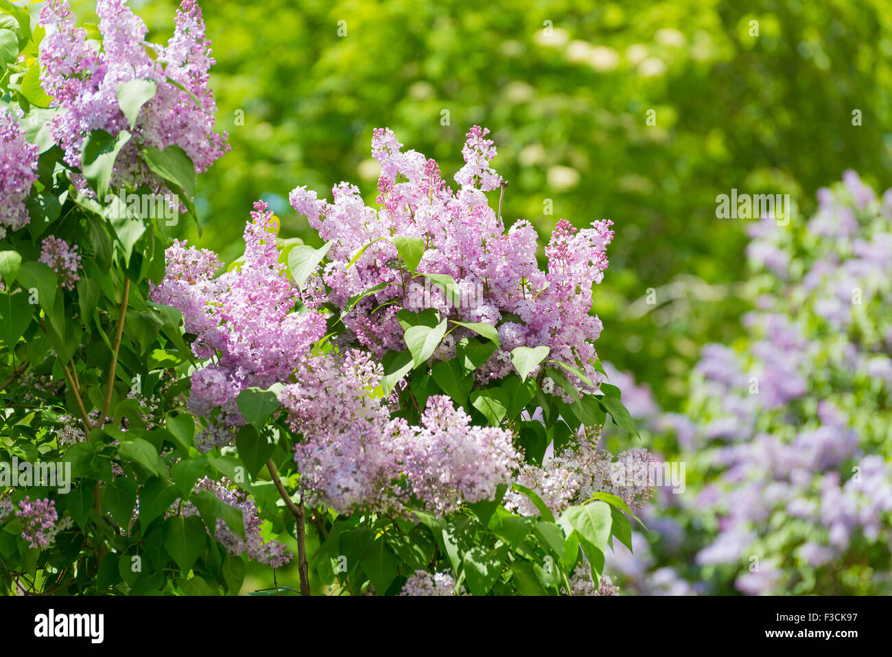 Lilac blossoms in the Park at spring Stock Photo - Alamy