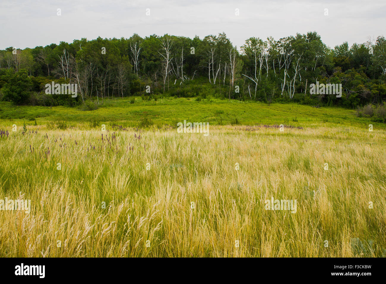 field of spring grass and forest Stock Photo - Alamy