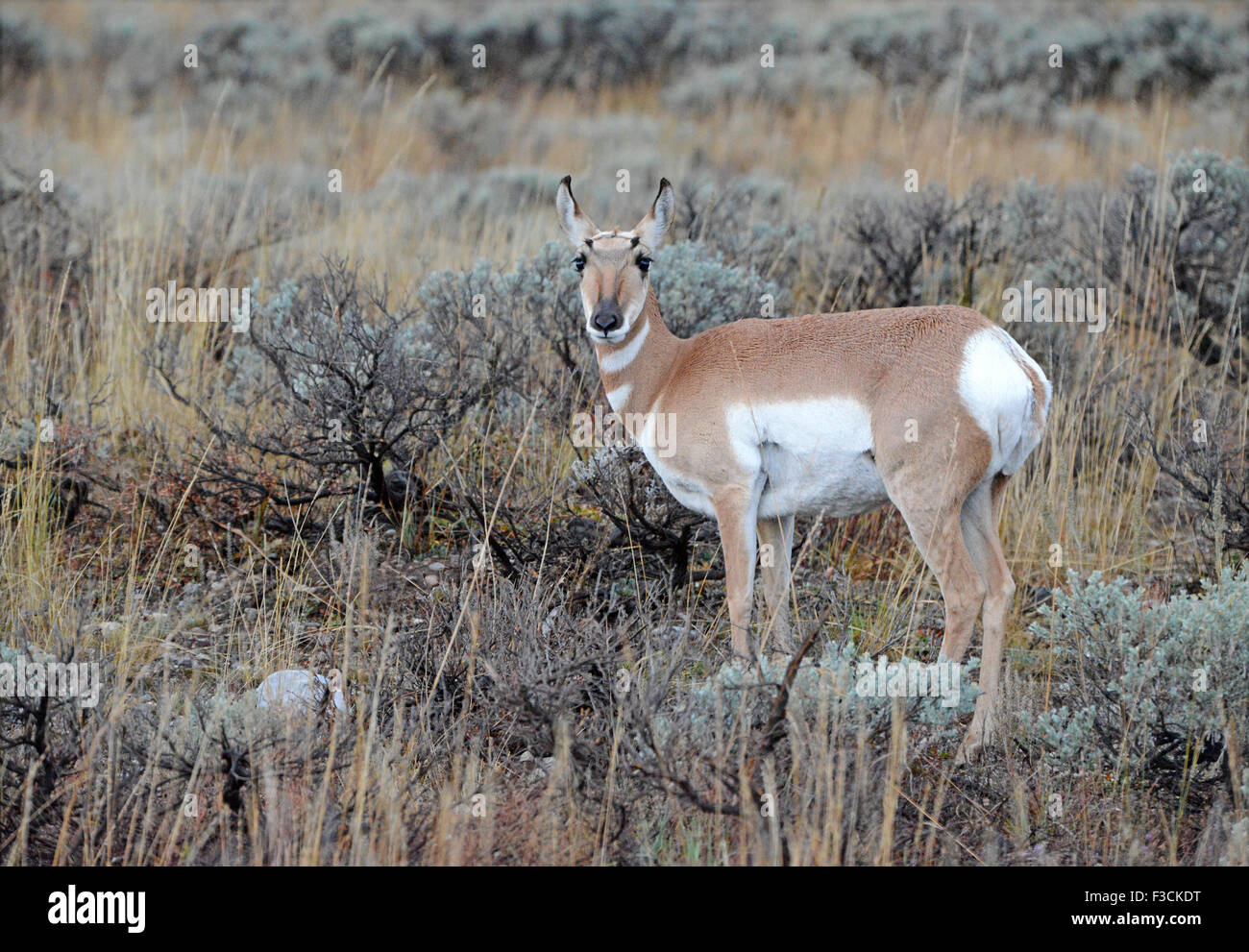 Pronghorn in the grasslands, western USA Stock Photo - Alamy