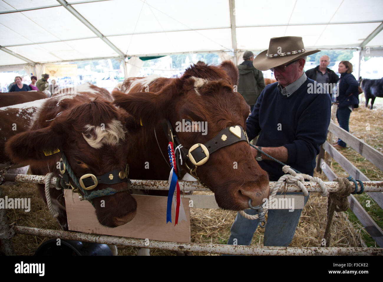 Dairy, beef and store cattle competition winners. ‘Pateley Show’, as ...