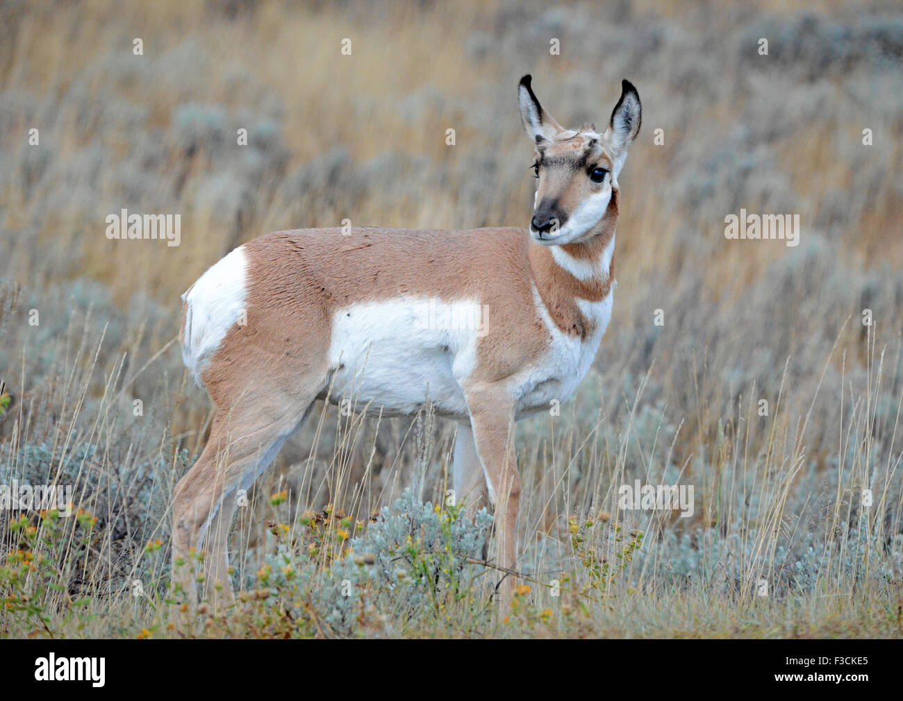 Pronghorn antelope new mexico hi-res stock photography and images - Alamy