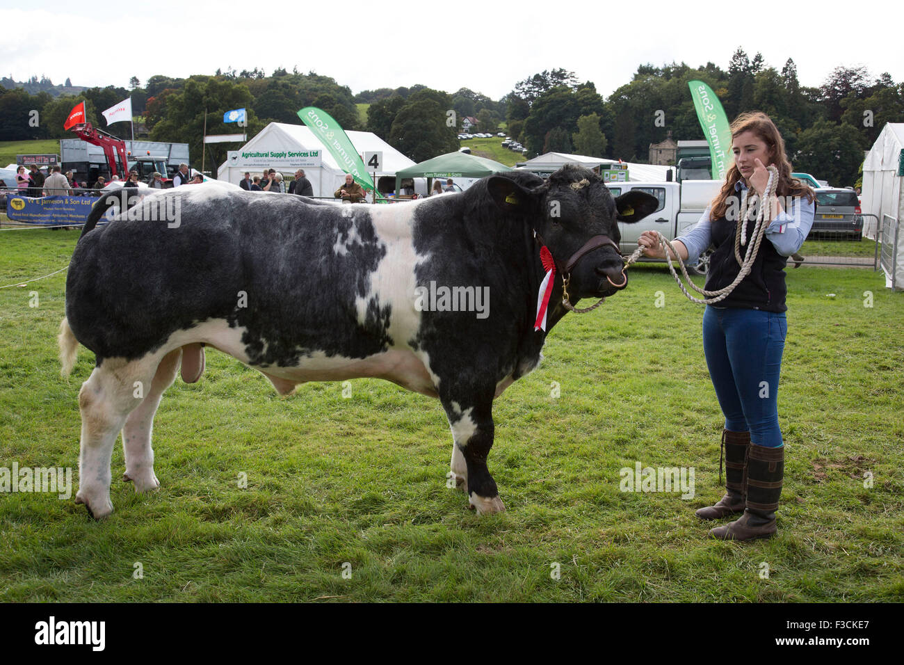 Dairy, beef and store cattle competition winners. ‘Pateley Show’, as ...