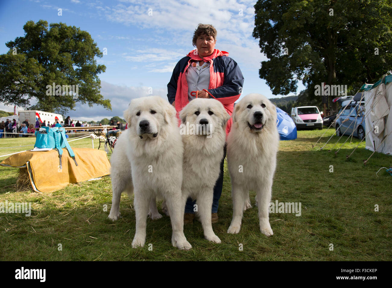 Three Pyrenean Mountain Dogs, also known as the Great Pyrenees, at the ...