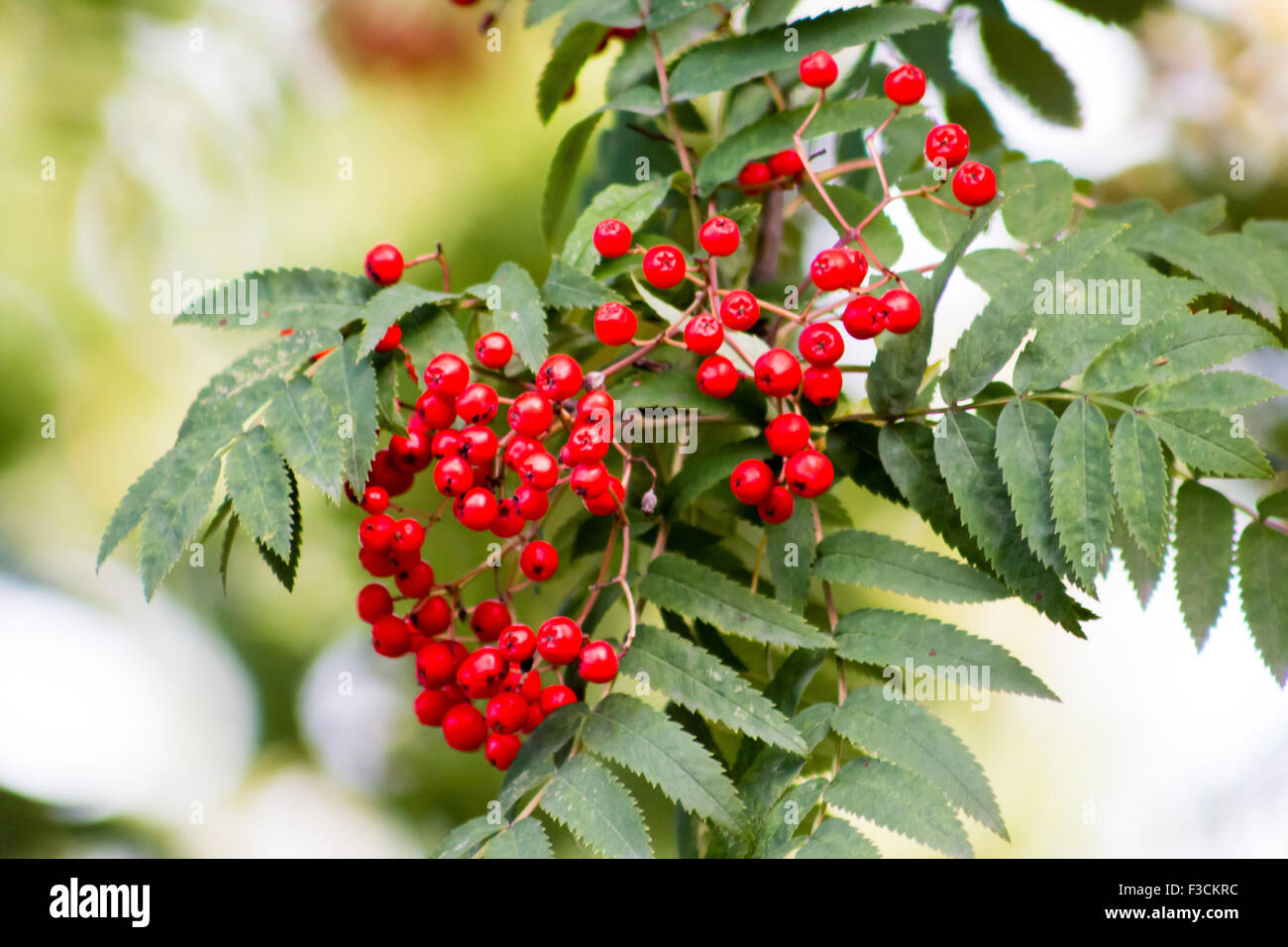 European Rowan berries and leaves Stock Photo - Alamy