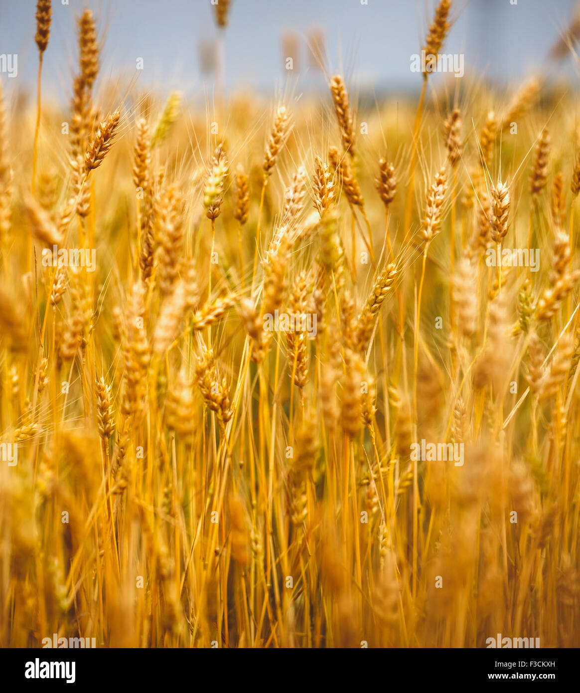 Yellow grain ready for harvest growing in a farm field Stock Photo - Alamy