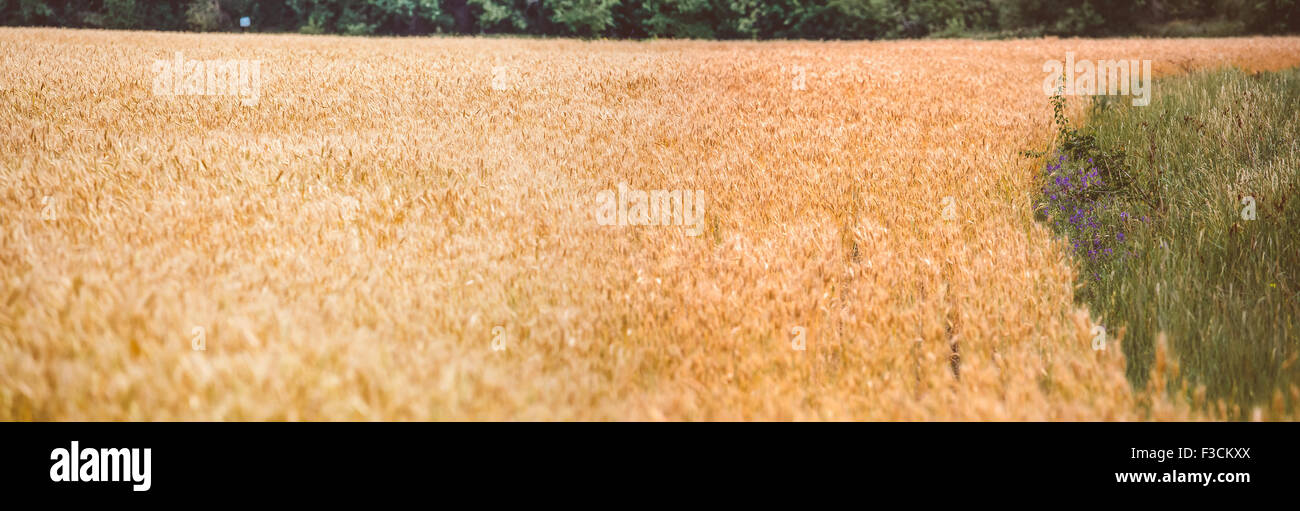 Yellow grain ready for harvest growing in a farm field Stock Photo - Alamy