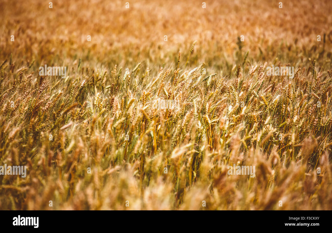 Yellow grain ready for harvest growing in a farm field Stock Photo - Alamy