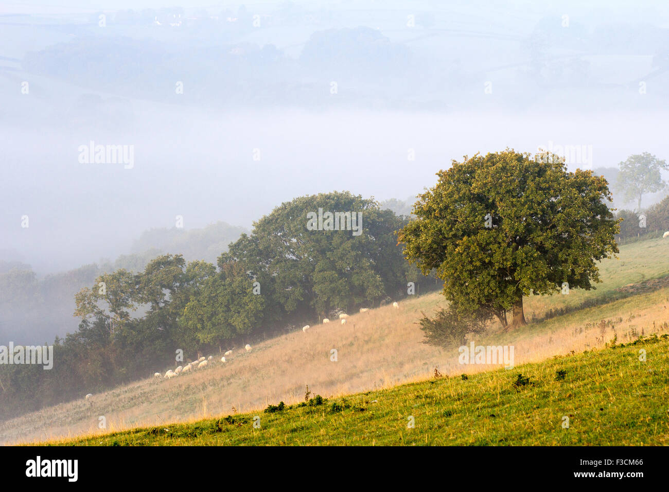 sheep trees and hedgerows in morning mist,Kelland,Dunsford,Dartmoor ...