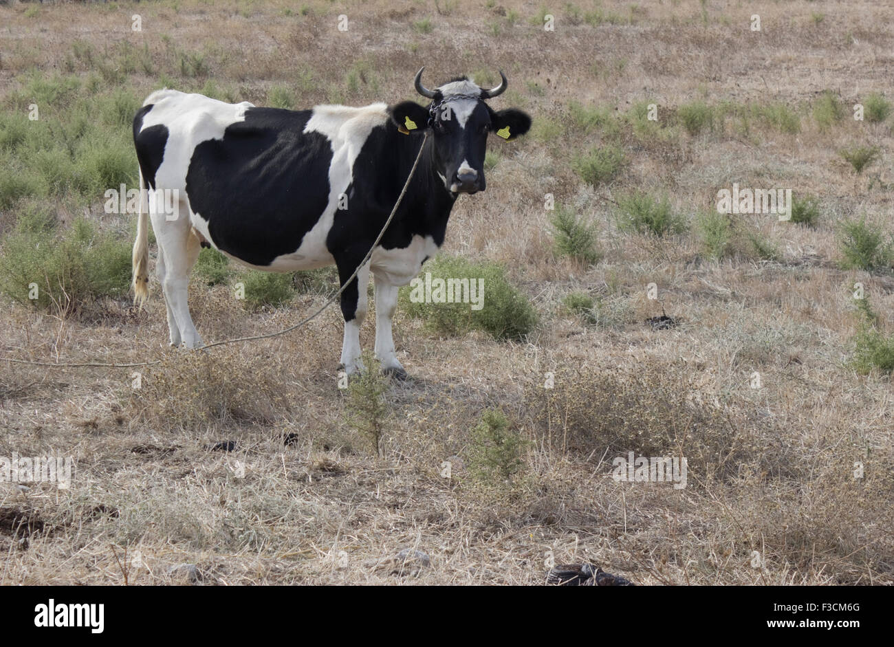 A Greek cattle grazing in a field Stock Photo - Alamy