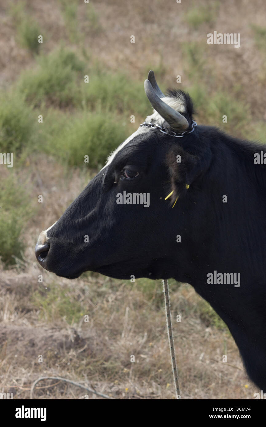 Vertical shot of a cow's forehead face with visible muzzle, nose ...