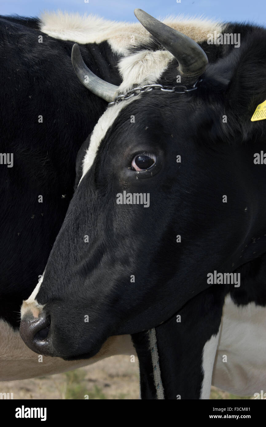 Forehead muscles hi-res stock photography and images - Alamy