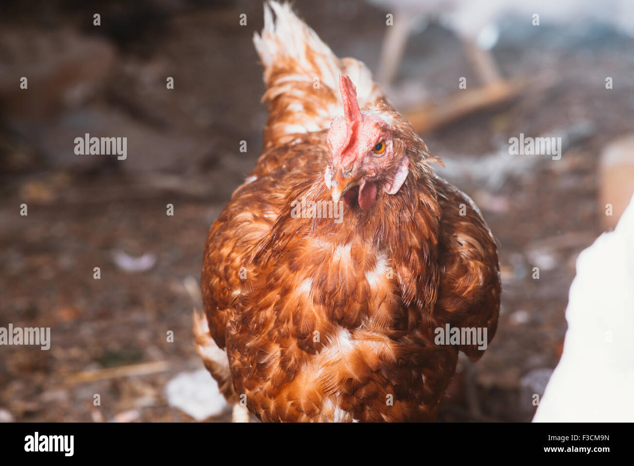 White hen looking at camera hi-res stock photography and images - Alamy