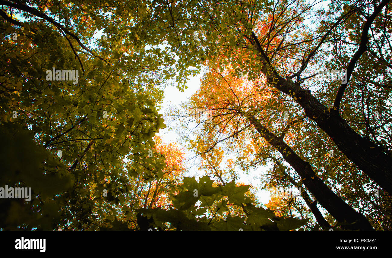 Autumn leaves forest background with trees Stock Photo - Alamy