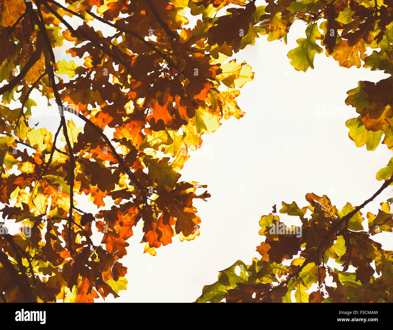 Autumn leaves forest background with trees Stock Photo - Alamy