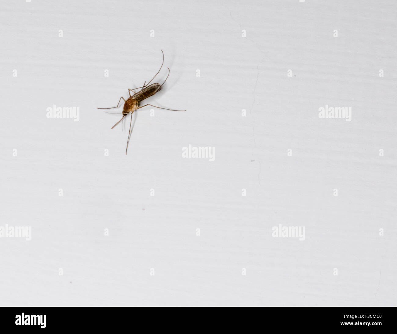 close up of common mosquito isolated Stock Photo - Alamy