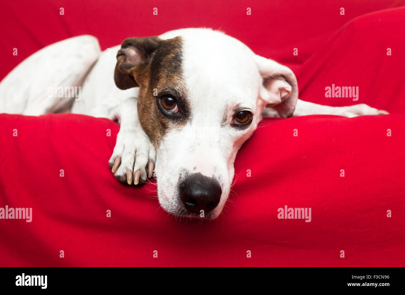 Dog seating on red fabric Stock Photo - Alamy