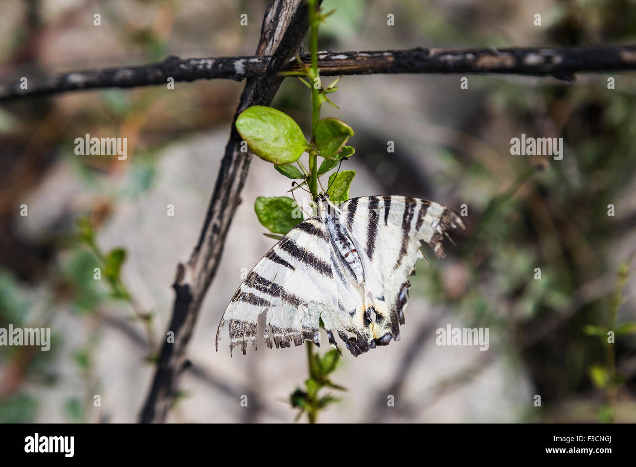 Butterfly leaves countryside hi-res stock photography and images - Alamy
