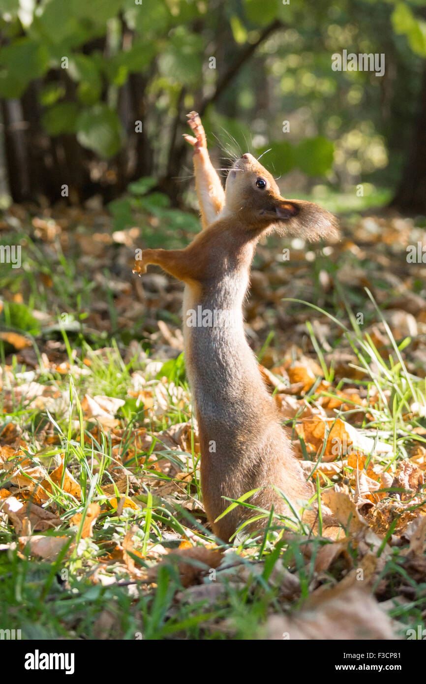 The photograph shows a squirrel Stock Photo - Alamy