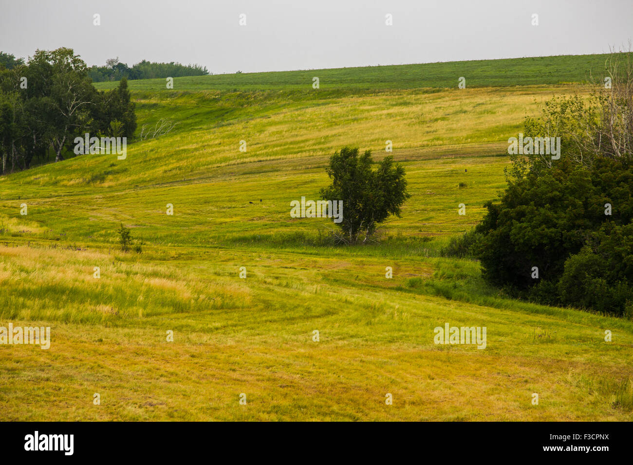field of spring grass and forest Stock Photo - Alamy
