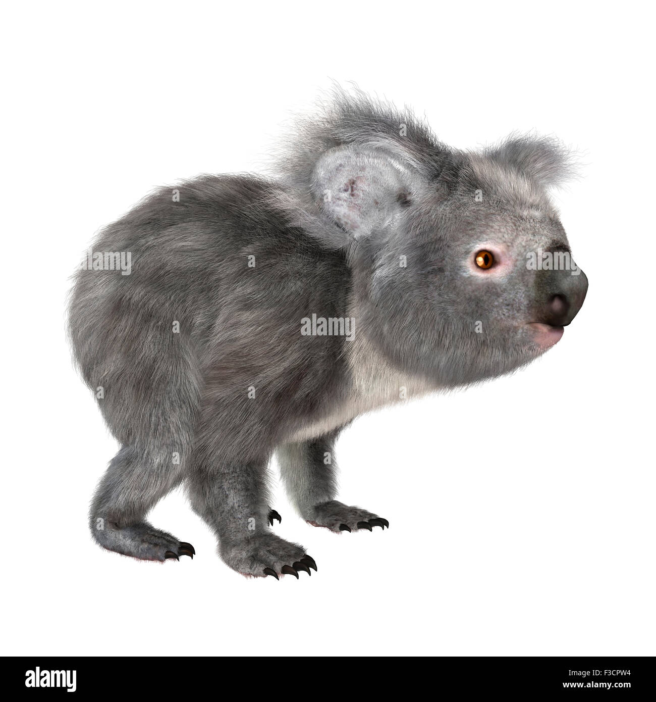 3D digital render of a cute koala isolated on white background Stock ...