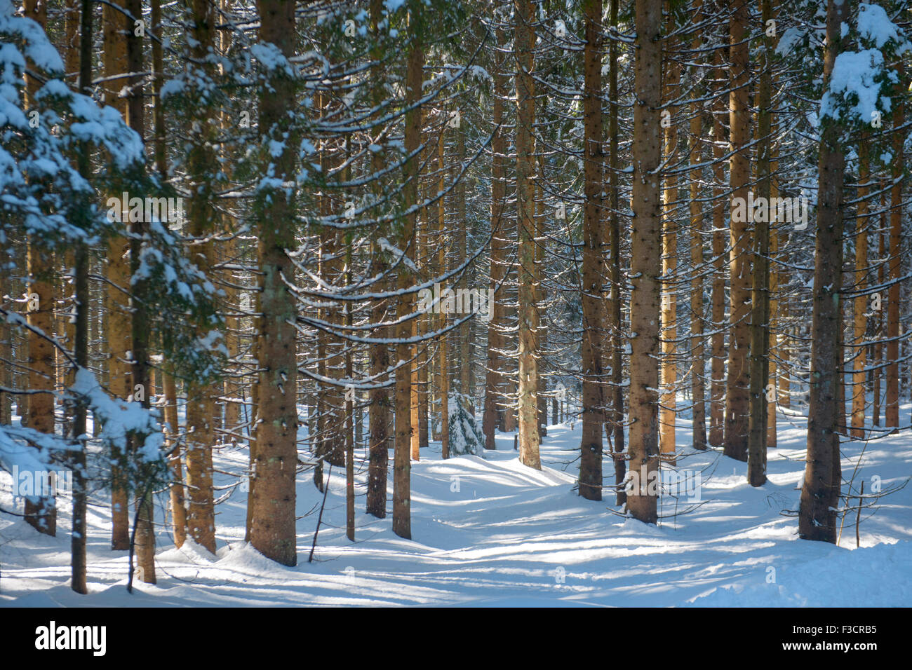 Verschneiter nadelwald hi-res stock photography and images - Alamy