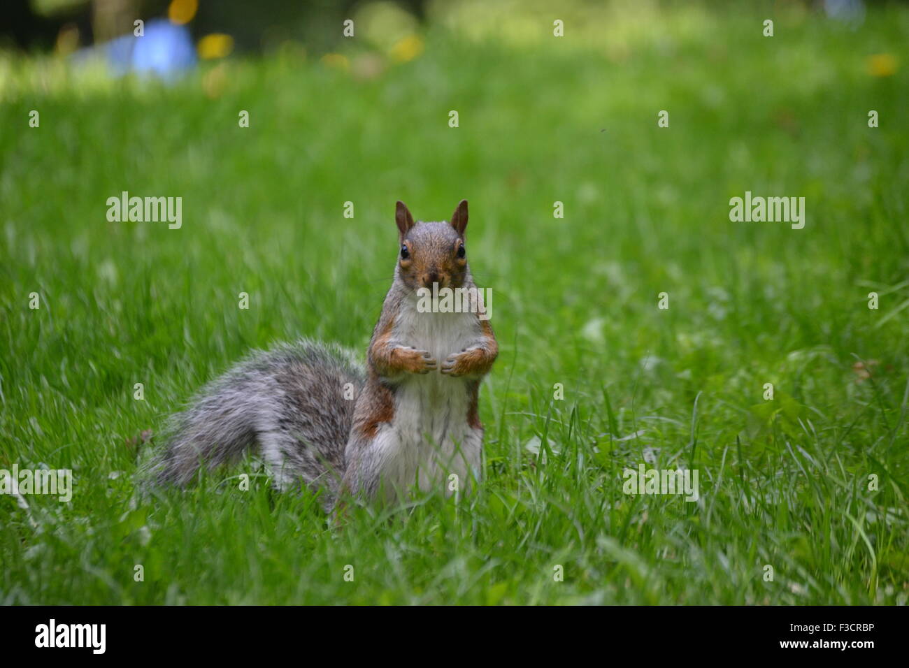 A capture of a squirrel Stock Photo - Alamy