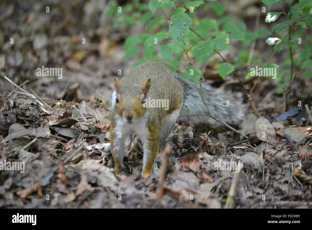 A capture of a squirrel Stock Photo - Alamy