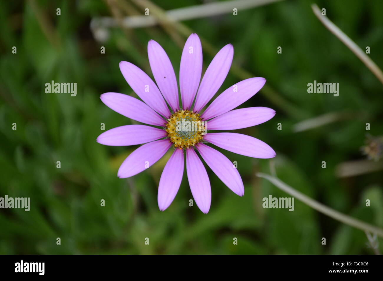 Purple daisy flower photo hi-res stock photography and images - Alamy
