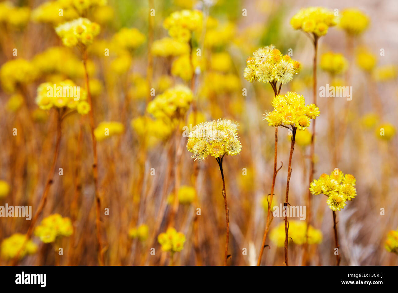 Nature of iran flowers of iran hi-res stock photography and images - Alamy