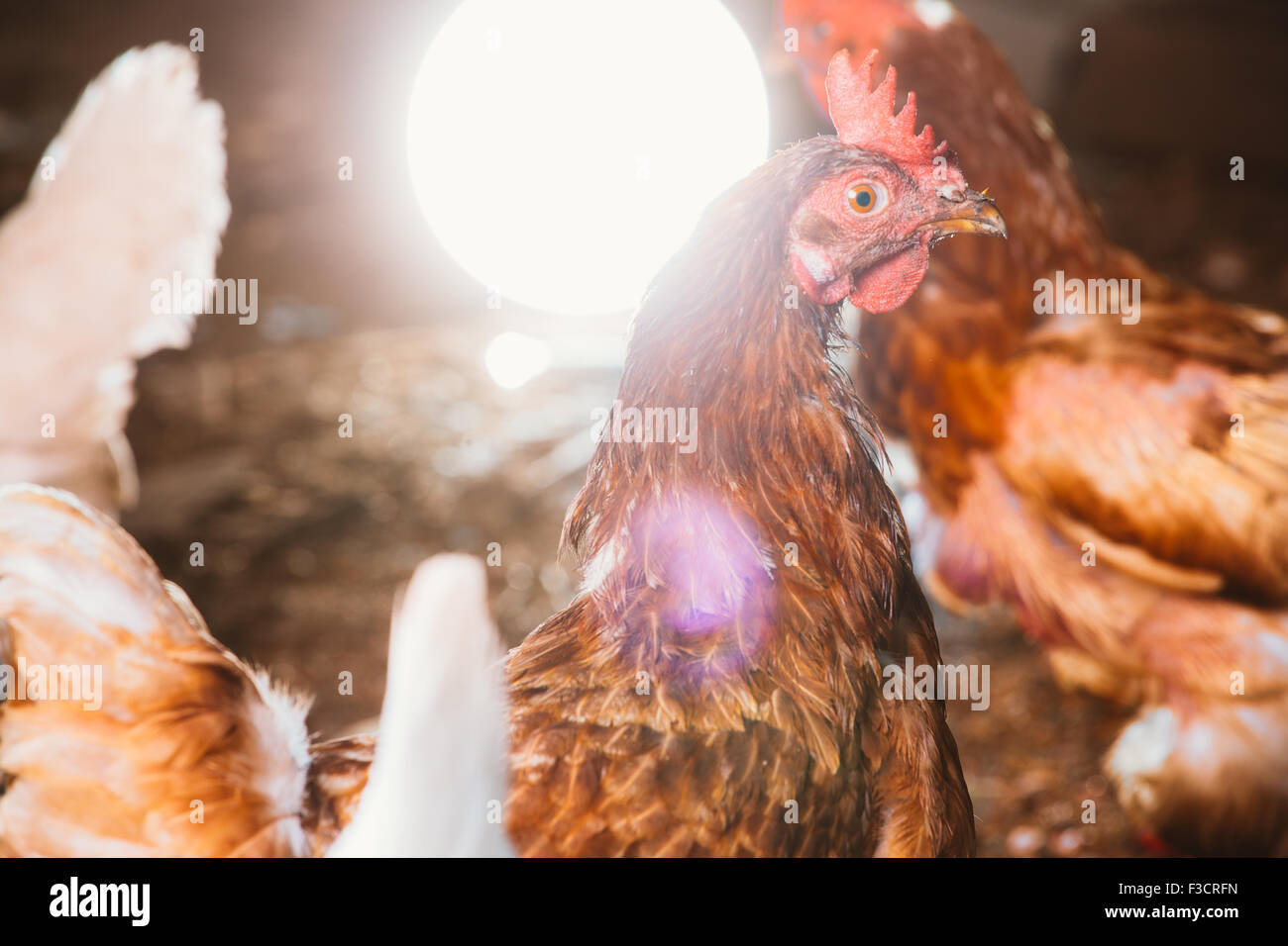 White hen looking at camera hi-res stock photography and images - Alamy