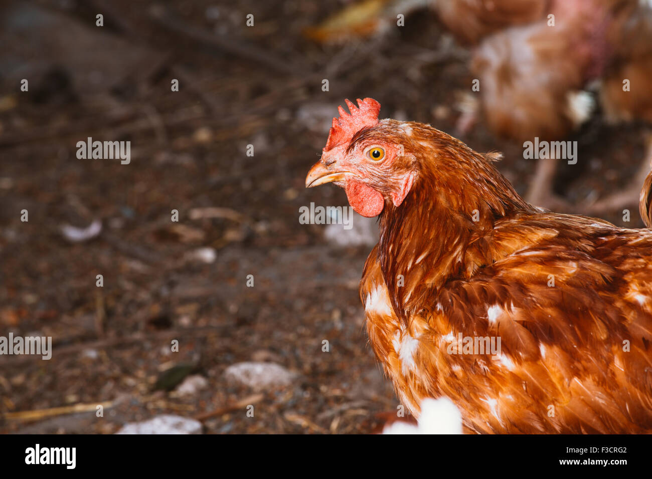 A young hen hi-res stock photography and images - Alamy