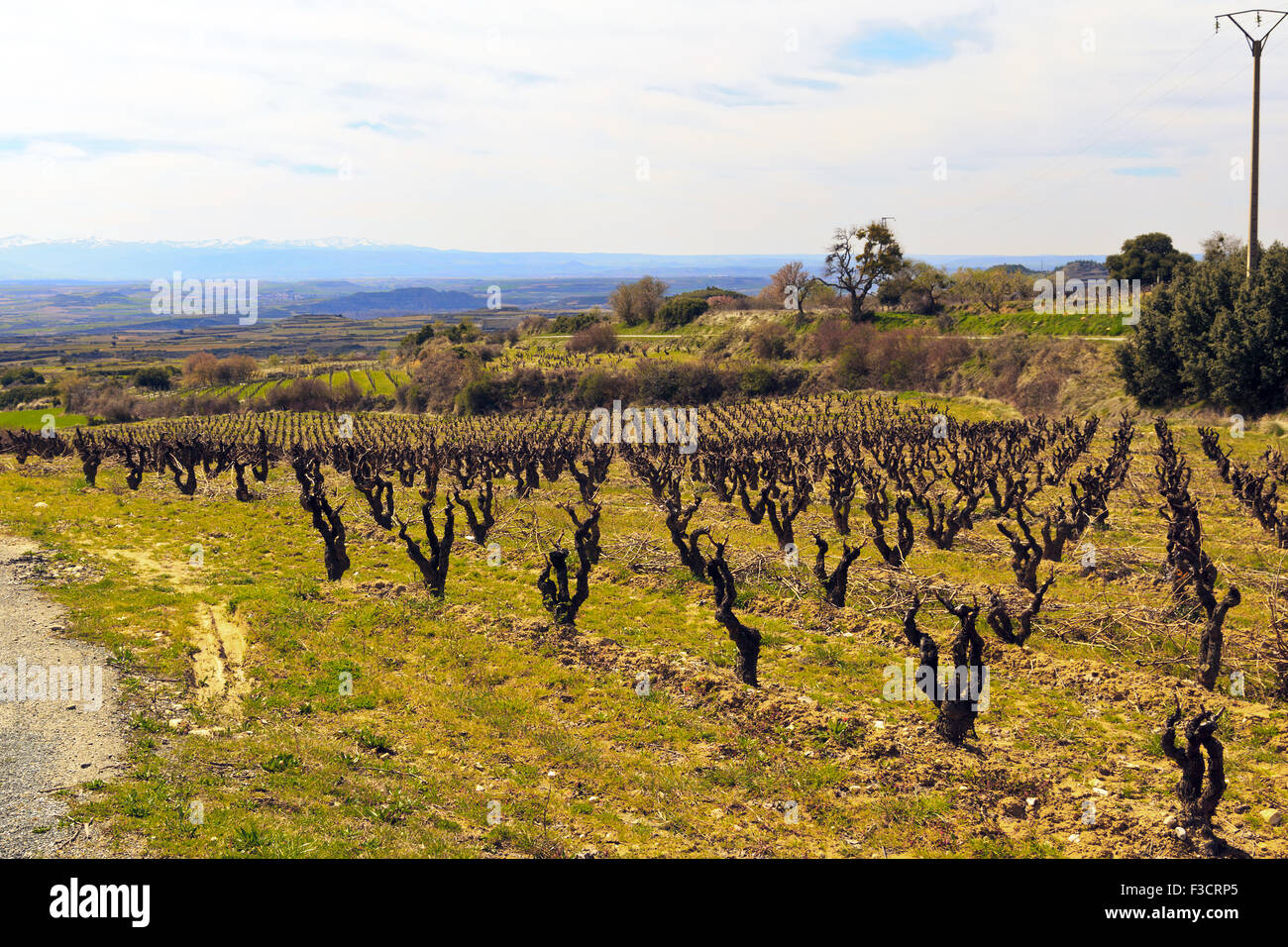 Pruned vines hi-res stock photography and images - Alamy
