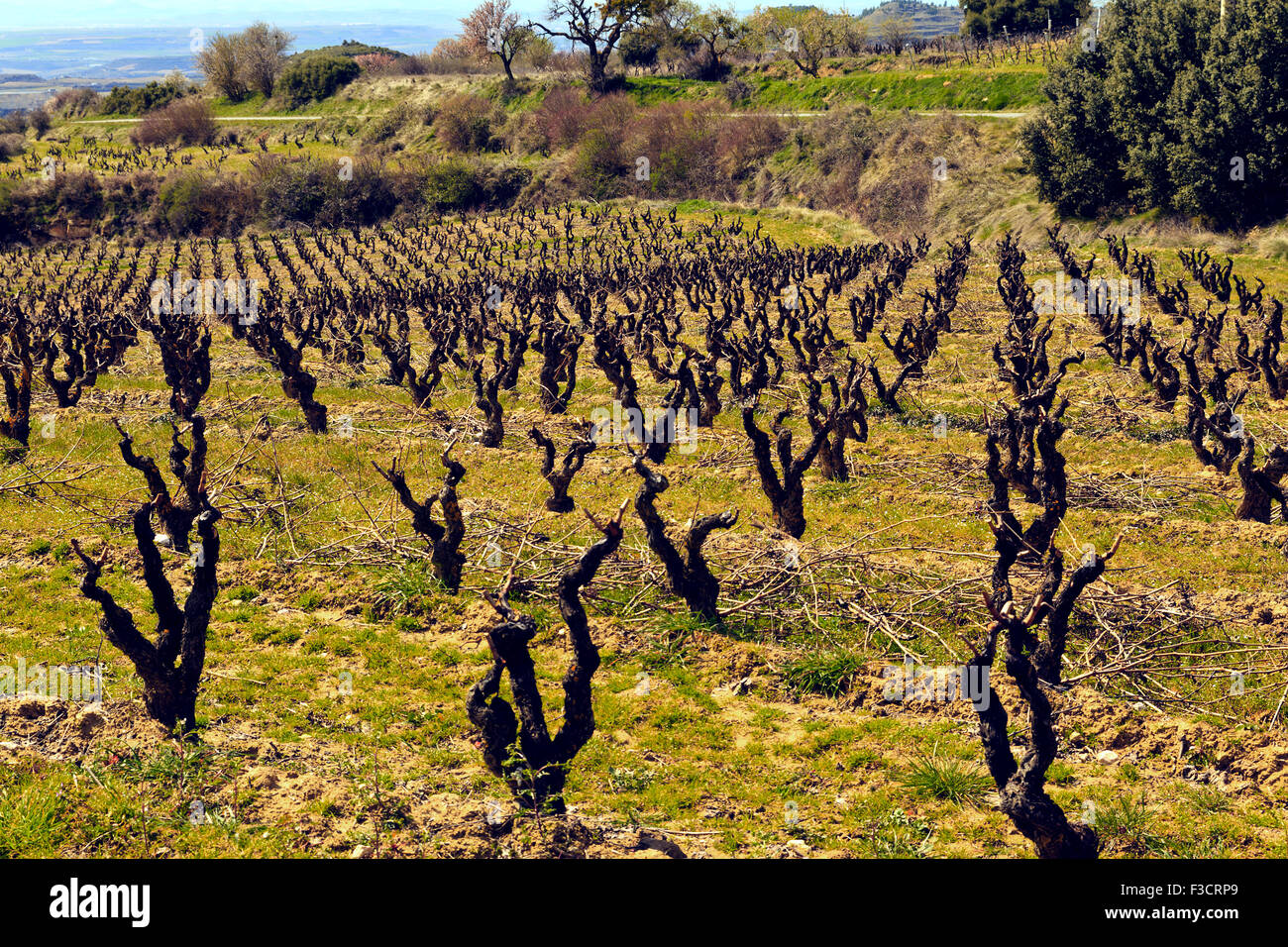 Field of grape vines early spring in the Ebro Valley, Rioja, Spain ...