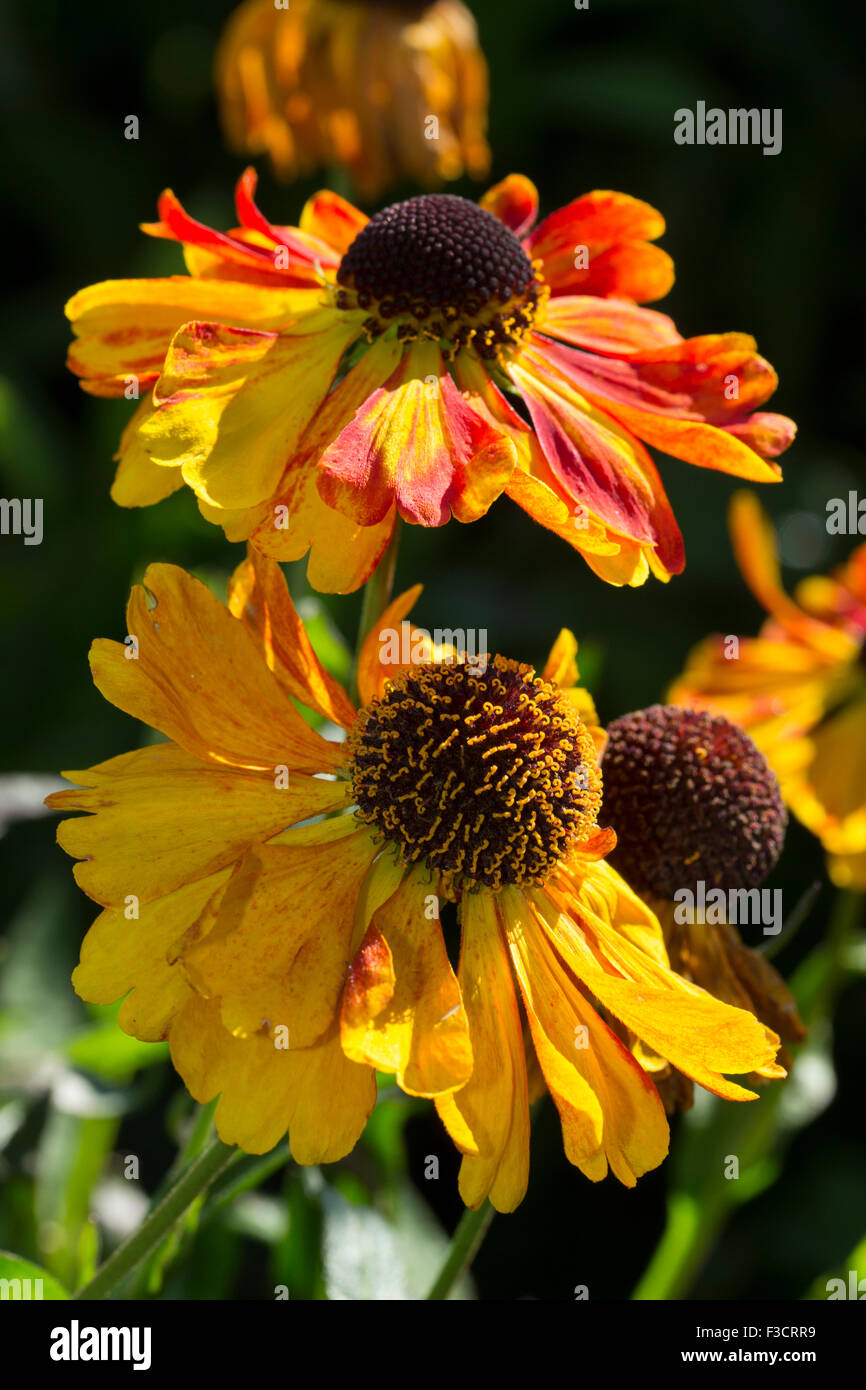 Helenium sahin's early flowerer hi-res stock photography and images - Alamy
